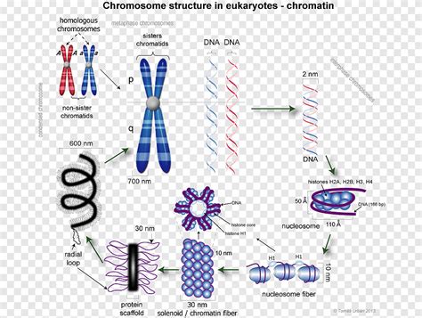 Eukaryotic Chromosome Structure Chromatin Chromatid Dna Condensation