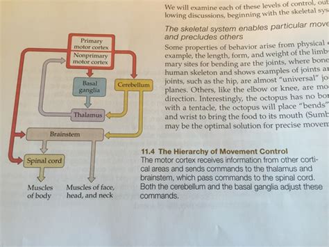 Neuro Ch 5 Flashcards Quizlet