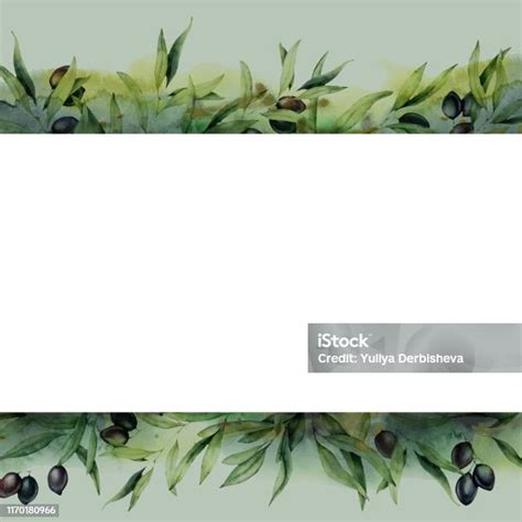 검은 올리브 가지와 열매와 수채화 테두리 흰색 배경에 고립 된 올리브와 손으로 그린 식물 배너 디자인 인쇄 직물 또는 배경을위한