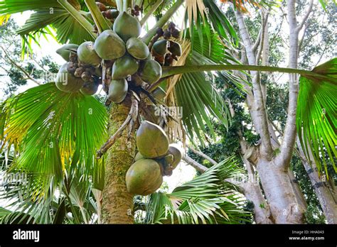 Coconut Tree Fruit Hi Res Stock Photography And Images Alamy
