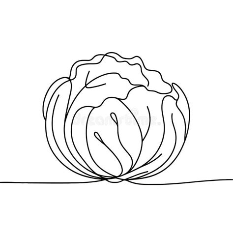 A Single Line Drawing Of A Head Of Lettuce Stock Illustration Illustration Of Vector Stylized