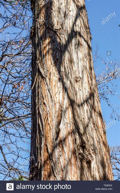 Pin By Ginnell Consulting On Color Schemes Color Schemes Tree Trunk Color