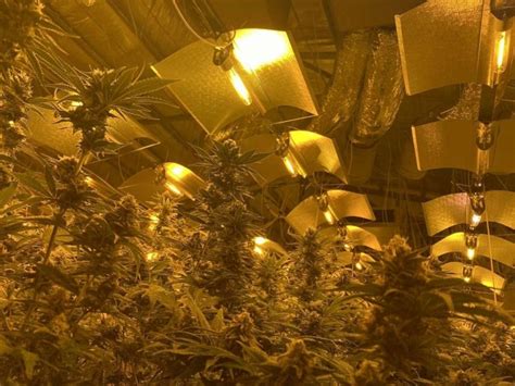 Оставиха в ареста двамата хванати с марихуана за над 1 млн лв в София