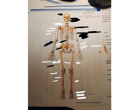 Anterior Appendicular Bones Quiz