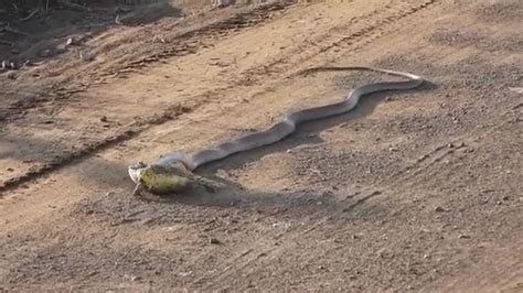 Snake And Frog Fighting