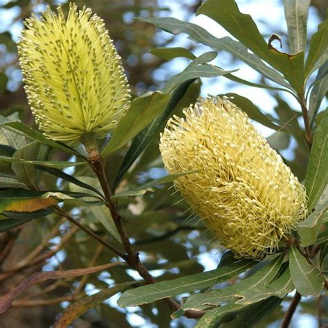 Banksia Integrifolia Springvale Garden Centre