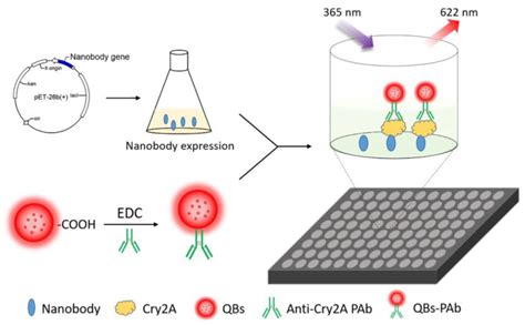 Quantum Dot Bead Based Fluorescence Linked Immunosorbent Assay For