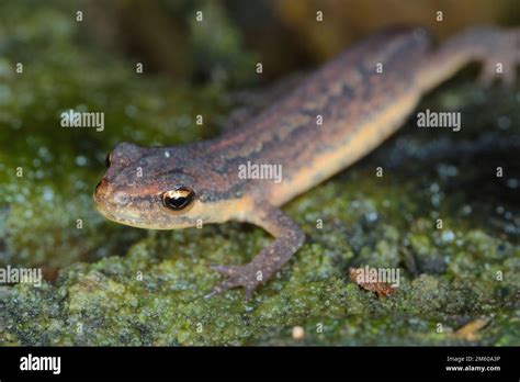 Lissotriton Vulgaris Known As The Smooth Newt Or The Common Newt An