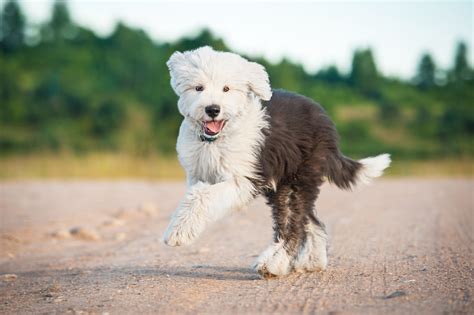 Sheepadoodles Easy To Read Ultimate Breed Guide 2023