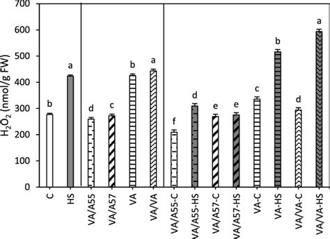 Hydrogen Peroxide Contend H 2 O 2 In Leaves Of The Ungrafted Plants Download Scientific
