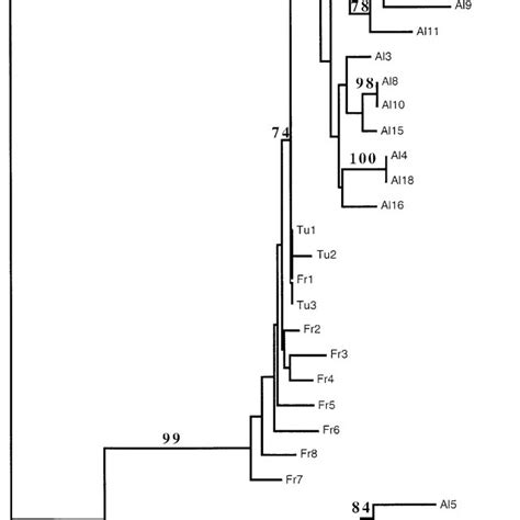 A Neighbour Joining On A Matrix Of The Jukes And Cantor Model Download Scientific Diagram