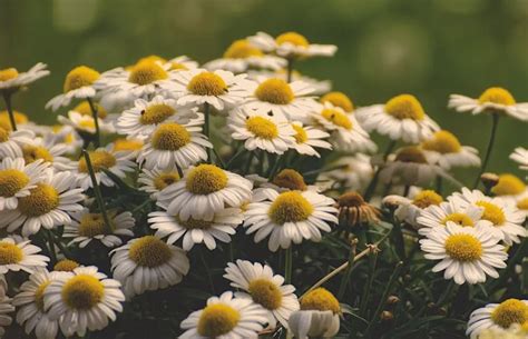 Bunga Chamomile Rahasia Kecantikan And Kesehatan Alami