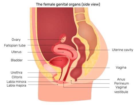 Female Vaginal Anatomy Anatomy Of The Female Reproductive System