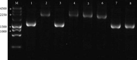 Electropherogram Of Efflux Pump Regulation Genes Ader And Ades Of Download Scientific Diagram