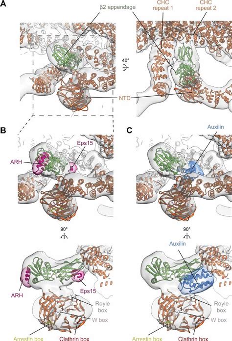 Interactions Between Clathrin And The AP Appendage Domain A Download Scientific Diagram