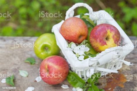 신선한 달콤한 육즙 빨강과 녹색 사과 나무 바탕에 꽃과 함께 건강한 생활방식에 대한 스톡 사진 및 기타 이미지 건강한 생활방식 건강한 식생활 과수원 Istock