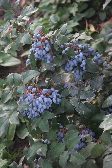 Water Efficient Plants Guide Yellow Spring Flowers Plant Guide Plants