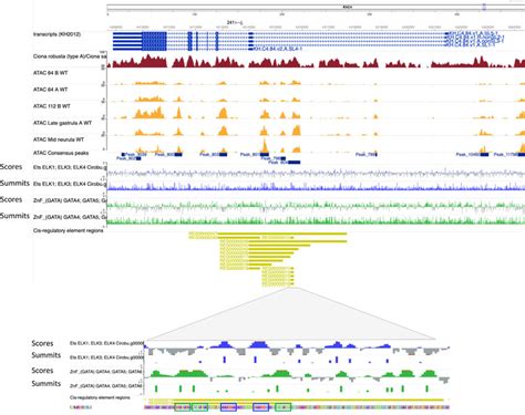 Visualization Of In Silico Predicted Transcription Factor Binding Sites Download Scientific