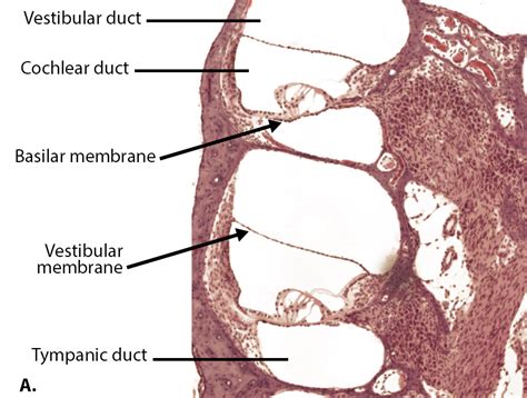 Cochlear Duct