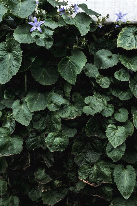 Violet Start Bikini My Xxx Hot Girl