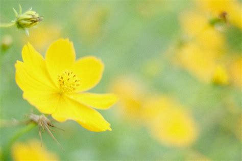 Kotolunokystys Mellow Yellow Flowers