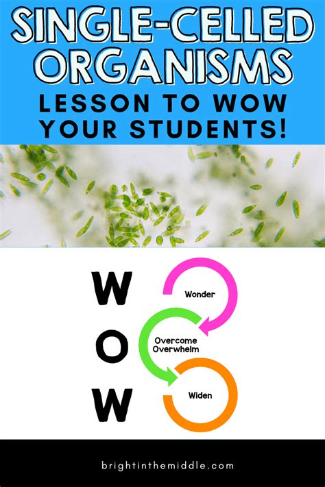 5 Single Celled Organisms Wow Factor Teaching Ideas For Middle School