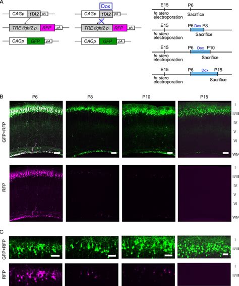 Figures And Data In Developmental Stage Specific Spontaneous Activity Contributes To Callosal