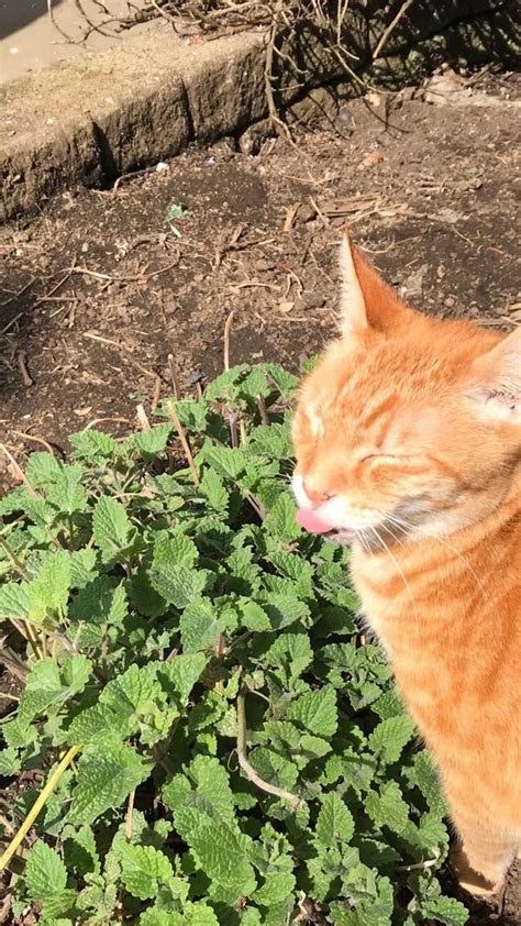 Catnip Derp 9gag