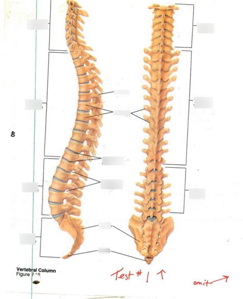 Biology Skeleton Test 1 Pt 2 Diagram Quizlet