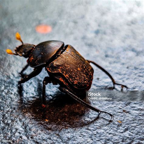 도르 딱정벌레 삼림 지대 바닥에서 가장 자주 발견됩니다 0명에 대한 스톡 사진 및 기타 이미지 Istock