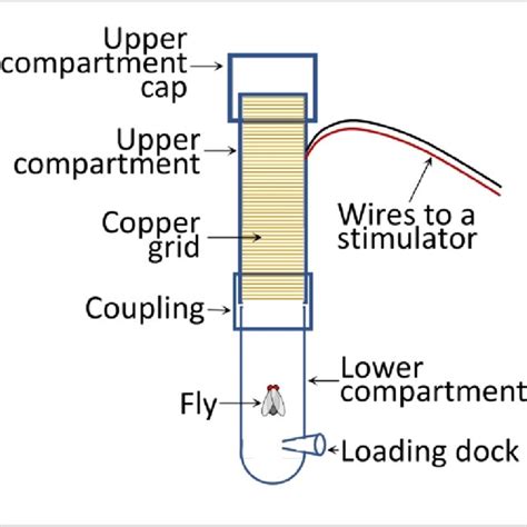 Schematic Illustrating Passive Avoidance Assay The Lower Compartment Download Scientific