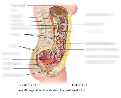 Peritoneum Diagram Quizlet