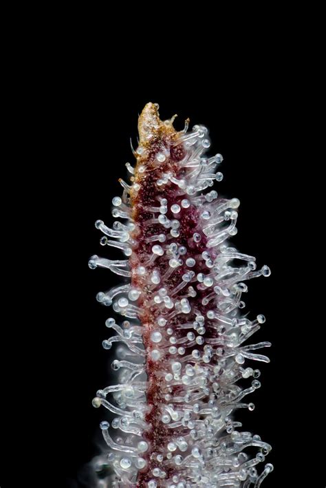 Trichomes Shot At 5x Magnification Rmacroporn