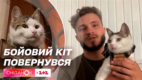 Зірка мережі, бойовий кіт Шайба повернувся до господаря-військового ...