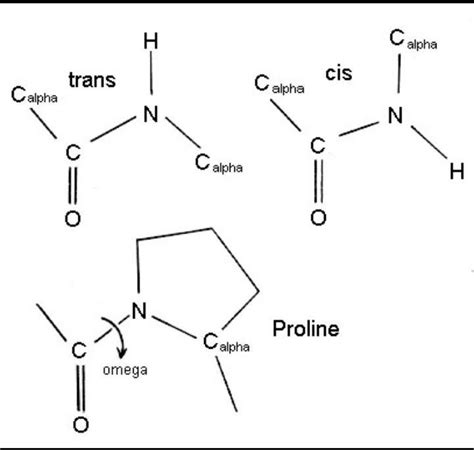 What Is The Structure Of Proline Peptide Bond
