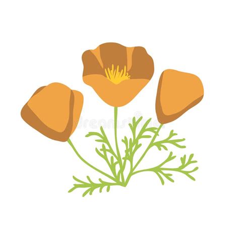 California Poppy Stock Illustrations 781 California Poppy Stock