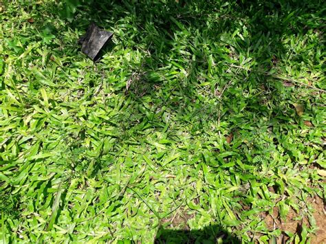 6 Inches Green Natural Shade Grass For Outdoor 4 Feet At Rs 18sq Ft