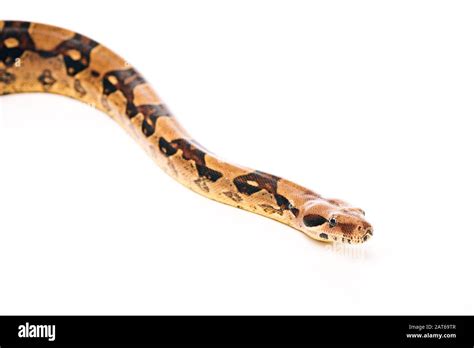 Selective Focus Of Python On White Background With Copy Space Stock Photo Alamy
