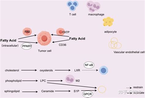 一文快速了解脂质代谢重编程与肿瘤免疫微环境 知乎