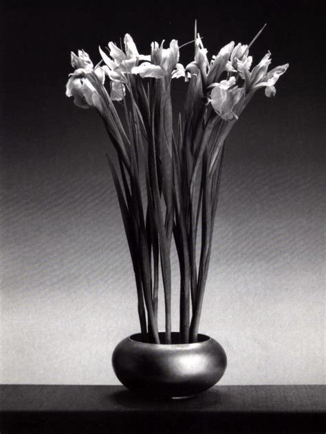 Aparte Robert Mapplethorpe Flowers