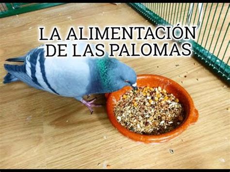Qué Comen Las Palomas Guía De Alimentación Y Salud