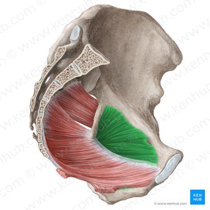 Músculos De La Cadera Anatomía Funciones Inervación Kenhub