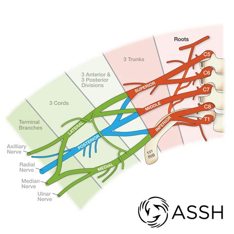 Nerve Plexus Anatomy Applied Anatomy Of The Sacral Plexus Applied