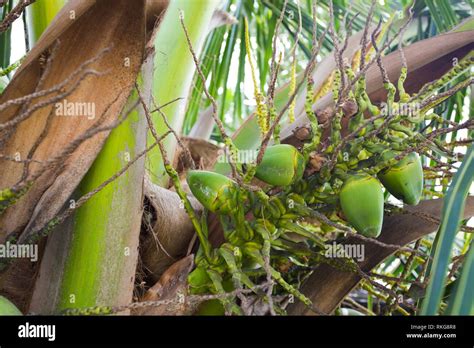 Hawaii Palm Tree Coconuts High Resolution Stock Photography And Images Alamy