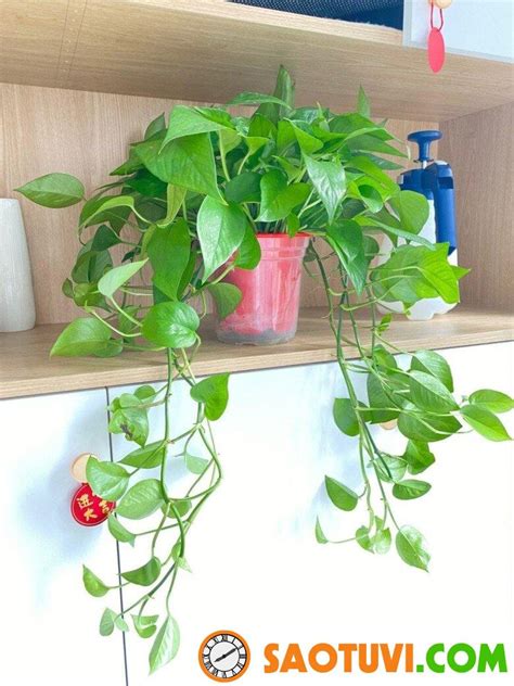 Trồng Trầu Bà Tuân Theo 5 Quy Tắc Này 3 Tháng Cây Mọc Dài 2 Mét Lá Xanh Bóng Như Bôi Mỡ