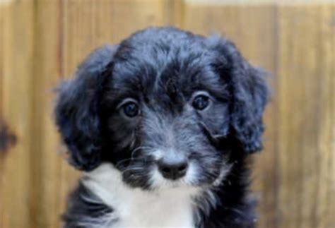The Border Collie Poodle Mix Meet The Breed