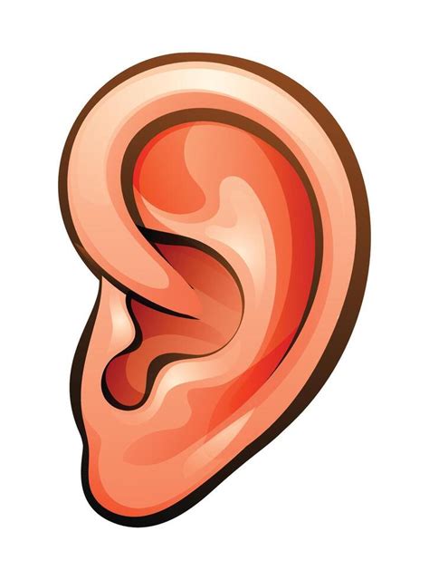 Ear Vector Cartoon Illustration Isolated On White Background 41916095