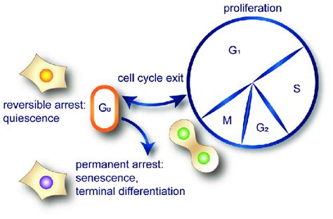 The Cell Division Cycle Consists Of Four Proliferating Phases G 1 S