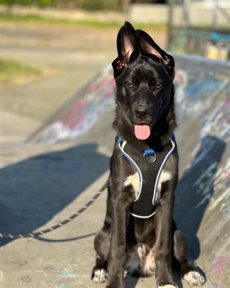 Cane Corso Husky Mix Does My New Puppy Look Like A Cane Corso Mix