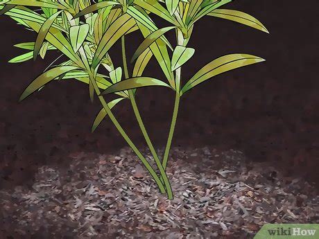 Ways To Get Rid Of Gophers WikiHow